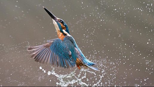 Common Kingfisher | The Animal Facts | Appearance, Diet, Habitat