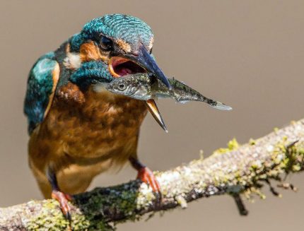 Common Kingfisher | The Animal Facts | Appearance, Diet, Habitat