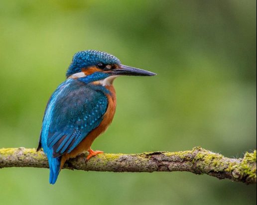 Common Kingfisher | The Animal Facts | Appearance, Diet, Habitat
