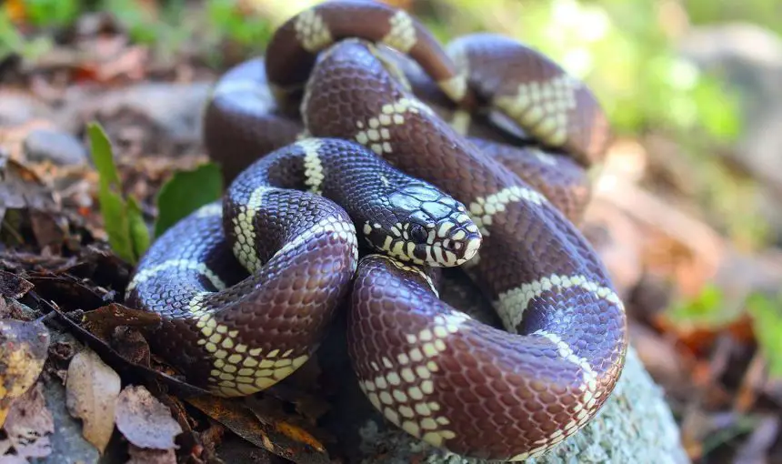 Common Kingsnake | The Animal Facts | Appearance, Diet, Habitat