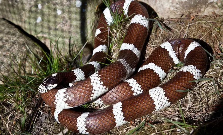 Common Kingsnake | The Animal Facts | Appearance, Diet, Habitat