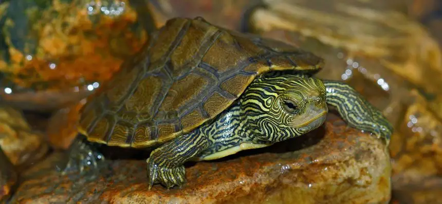 Common Map Turtle | The Animal Facts | Appearance, Diet, Habitat
