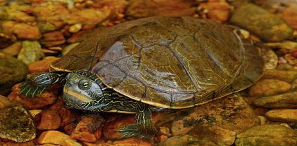 Common Map Turtle | The Animal Facts | Appearance, Diet, Habitat