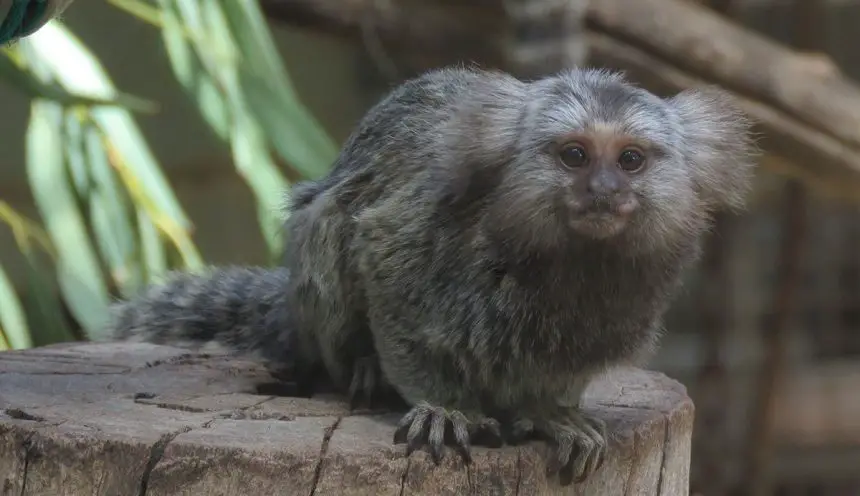 Primates | The Animal Facts | What makes them unique?