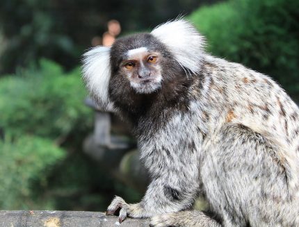 Primates | The Animal Facts | What makes them unique?