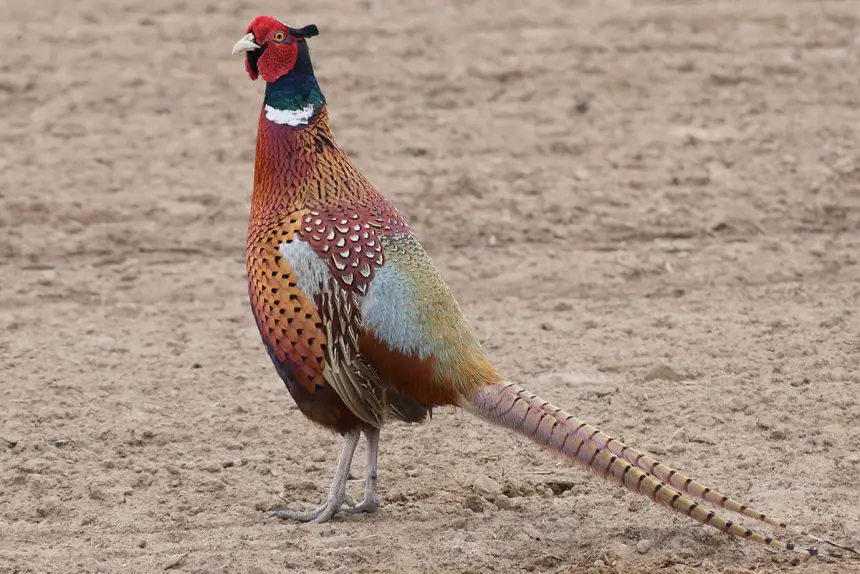 Common Pheasant | The Animal Facts | Appearance, Diet, Habitat, Range