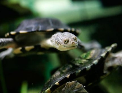 Broad-Shelled Turtle - The Animal Facts - Appearance, Diet, Habitat