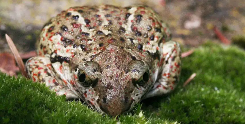 Common Spadefoot Toad | The Animal Facts | Appearance, Diet, Habitat