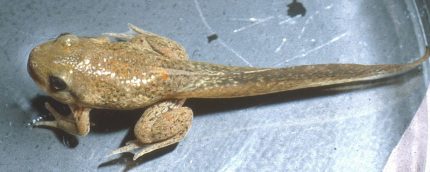 Common Spadefoot Toad | The Animal Facts | Appearance, Diet, Habitat