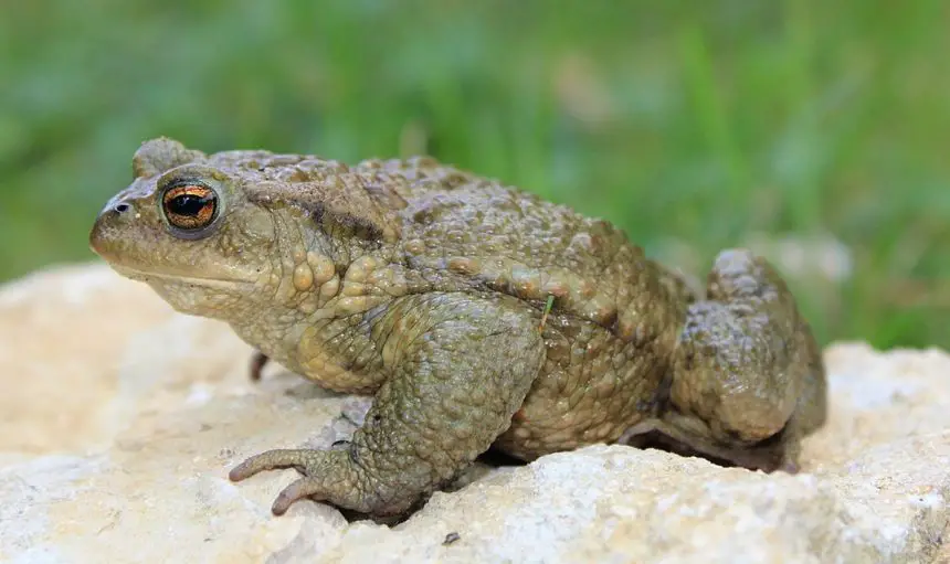 Common Toad | The Animal Facts Appearance, Diet, Habitat, Behavior
