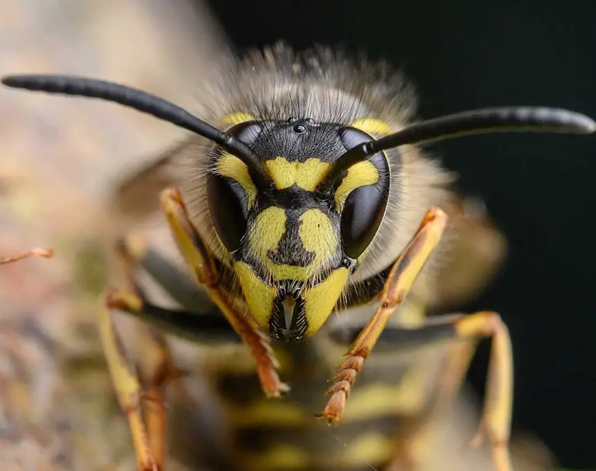 Common Wasp | The Animal Facts | Appearance, Diet, Habitat, Lifespan