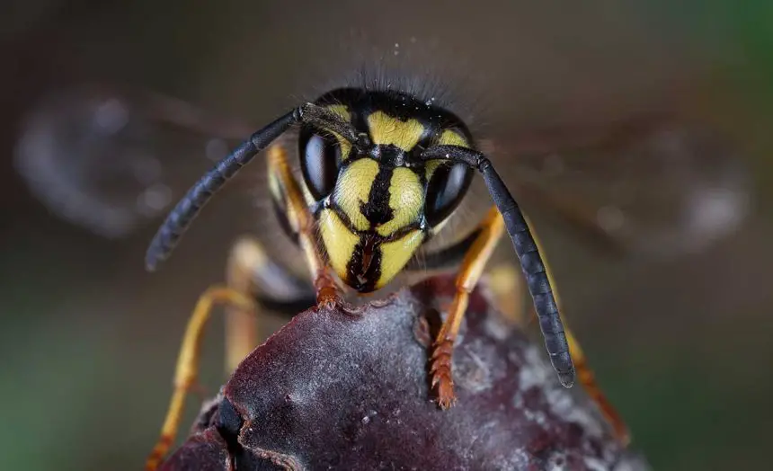 Common Wasp | The Animal Facts | Appearance, Diet, Habitat, Lifespan