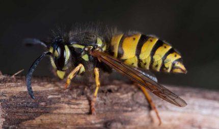 Common Wasp | The Animal Facts | Appearance, Diet, Habitat, Lifespan