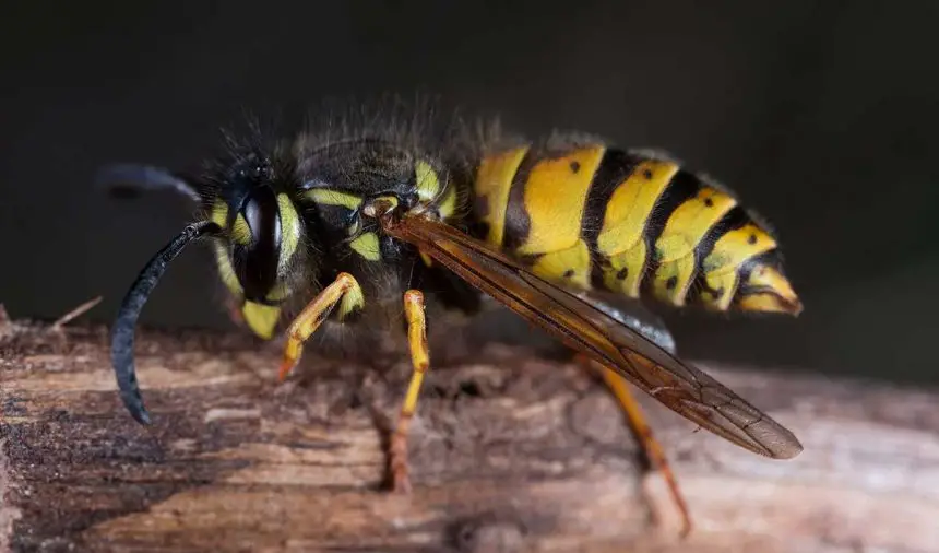Common Wasp | The Animal Facts | Appearance, Diet, Habitat, Lifespan