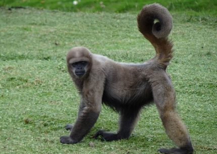 Common Woolly Monkey | The Animal Facts | Appearance, Diet, Habitat