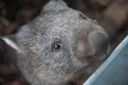 Common Wombat | The Animal Facts | Diet, Habitat, Appearance, Breeding