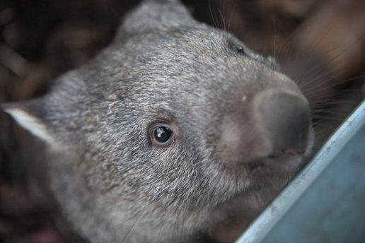 Common Wombat | The Animal Facts | Diet, Habitat, Appearance, Breeding