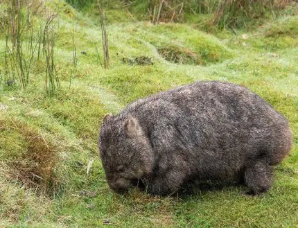 Common Wombat | The Animal Facts | Diet, Habitat, Appearance, Breeding