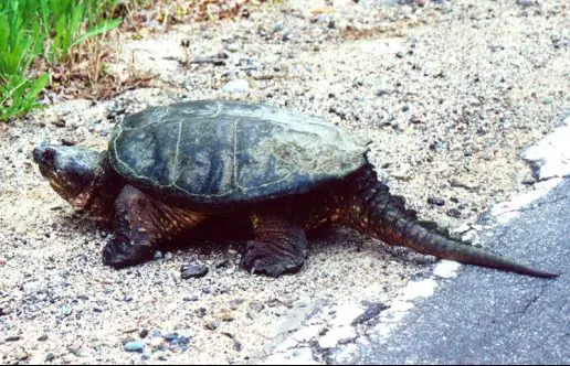 Common Snapping Turtle | The Animal Facts | Appearance, Diet, Behavior