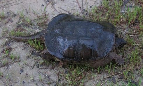 Common Snapping Turtle | The Animal Facts | Appearance, Diet, Behavior