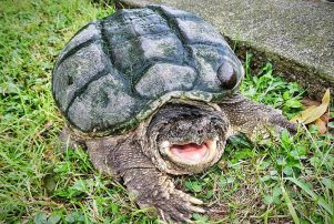 Common Snapping Turtle | The Animal Facts | Appearance, Diet, Behavior