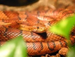 Southern Hognose Snake - The Animal Facts - Appearance, Diet, Habitat
