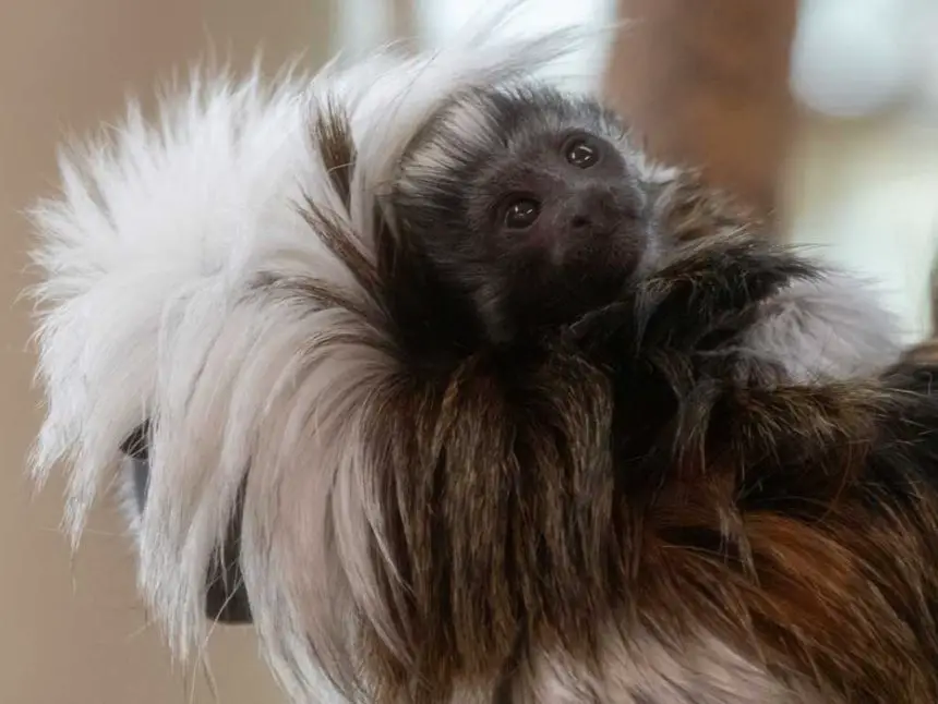 Rodrigues Fruit Bat | The Animal Facts | Appearance, Habitat, Diet