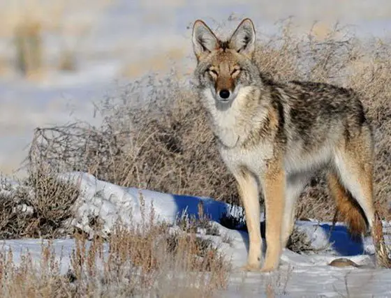 Coyote | The Animal Facts | Appearance, Diet, Habitat, Behavior, Lifespan