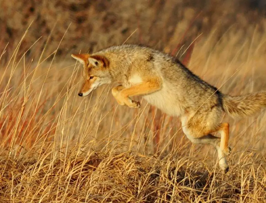 Coyote | The Animal Facts | Appearance, Diet, Habitat, Behavior, Lifespan