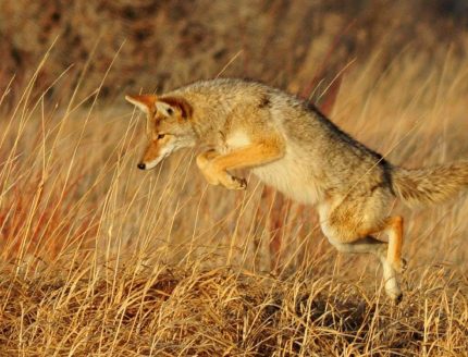 Coyote | The Animal Facts | Appearance, Diet, Habitat, Behavior, Lifespan