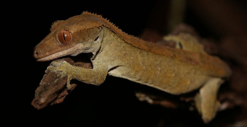 Crested Gecko | The Animal Facts | Appearance, Diet, Habitat, Behavior