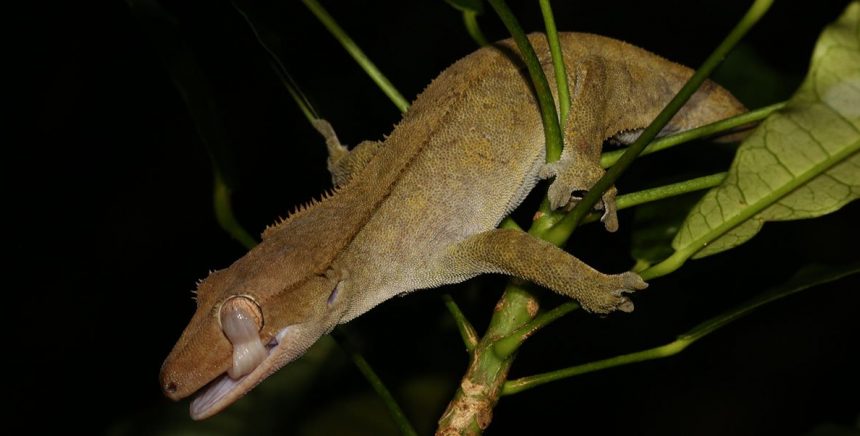 Crested Gecko | The Animal Facts | Appearance, Diet, Habitat, Behavior