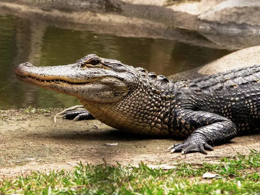 Crocodilians | The Animal Facts