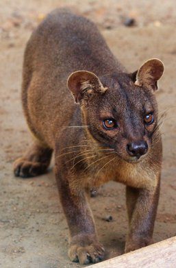 Fossa | The Animal Facts