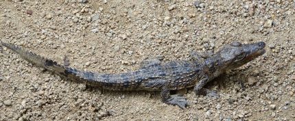 Cuban Crocodile | The Animal Facts | Appearance, Diet, Habitat, Behavior