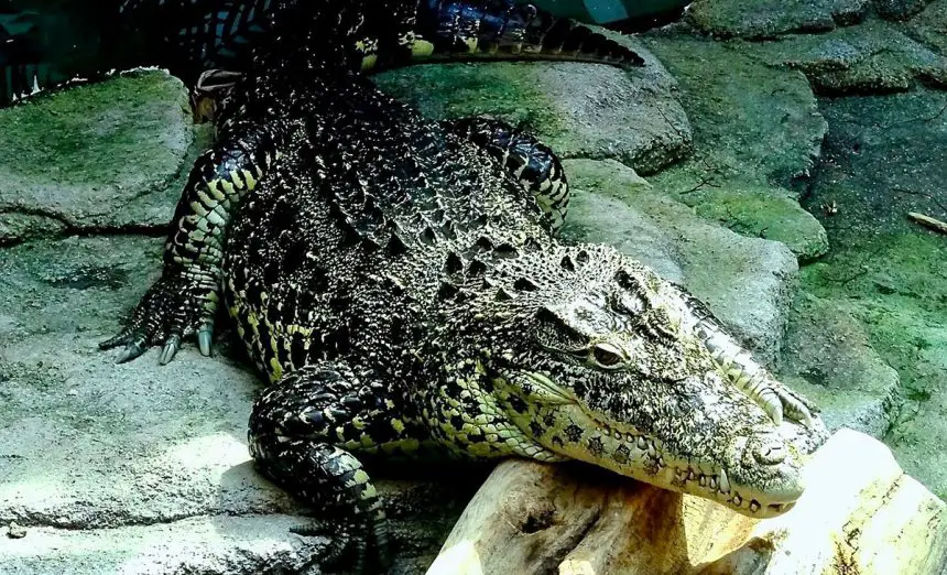 Cuban Crocodile | The Animal Facts | Appearance, Diet, Habitat, Behavior