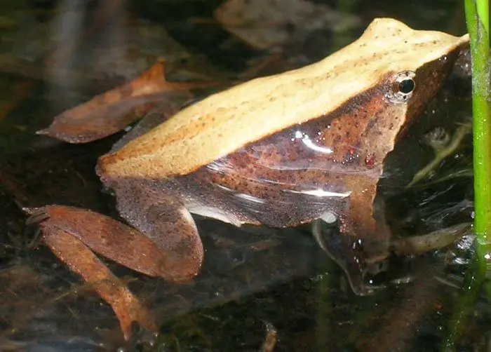 Darwin’s Frog | The Animal Facts | Appearance, Diet, Habitat, Behavior