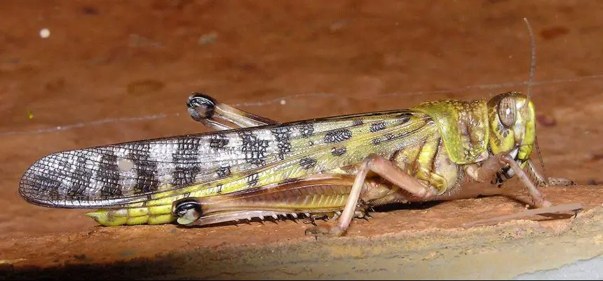 Desert Locust | The Animal Facts | Appearance, Diet, Habitat, Behavior