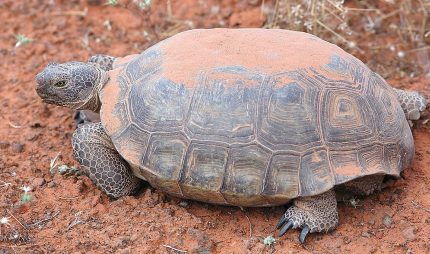 Desert Tortoise | The Animal Facts | Appearance, Diet, Habitat, Behavior