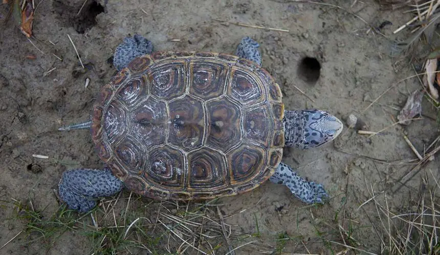Diamondback Terrapin | The Animal Facts | Appearance, Diet, Habitat