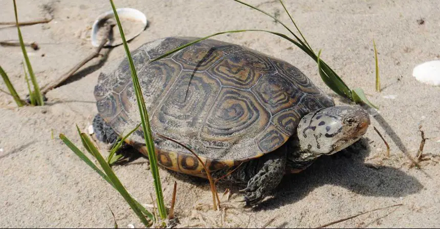 Diamondback Terrapin | The Animal Facts | Appearance, Diet, Habitat