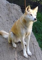 Dingo | The Animal Facts