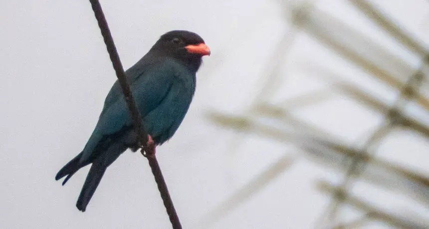 Dollarbird | The Animal Facts | Appearance, Diet, Habitat, Behavior, Range