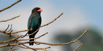 Dollarbird | The Animal Facts | Appearance, Diet, Habitat, Behavior, Range
