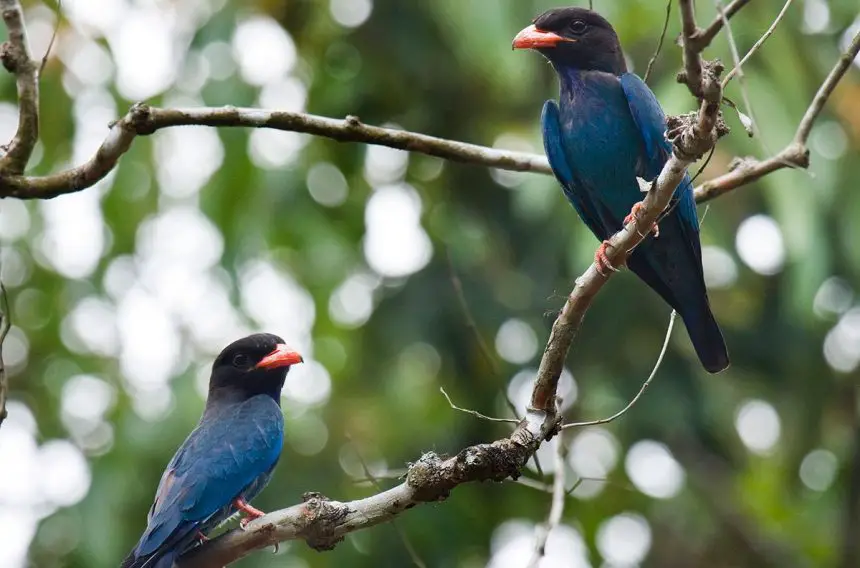 Dollarbird | The Animal Facts | Appearance, Diet, Habitat, Behavior, Range