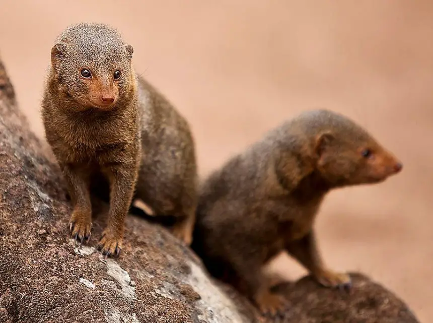 Banded Mongoose | The Animal Facts | Appearance, Diet, Habitat, Range