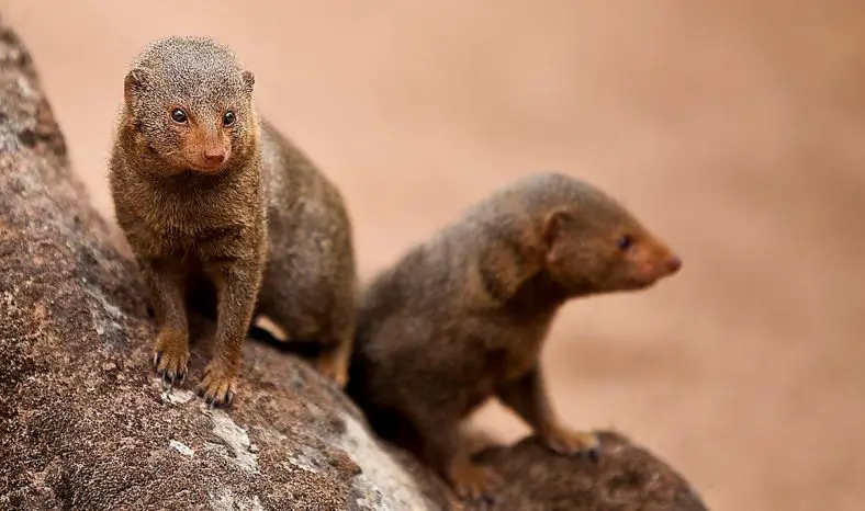 Dwarf Mongoose | The Animal Facts | Appearance, Diet, Habitat, Lifespan