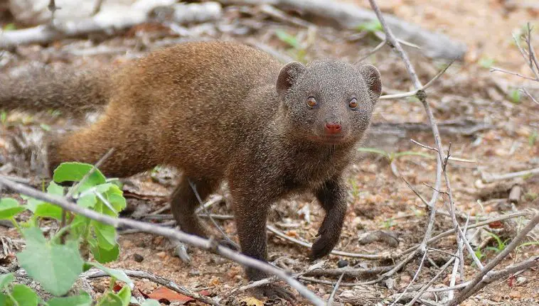 Dwarf Mongoose | The Animal Facts | Appearance, Diet, Habitat, Lifespan