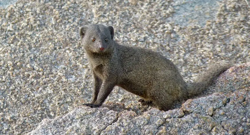 Dwarf Mongoose | The Animal Facts | Appearance, Diet, Habitat, Lifespan