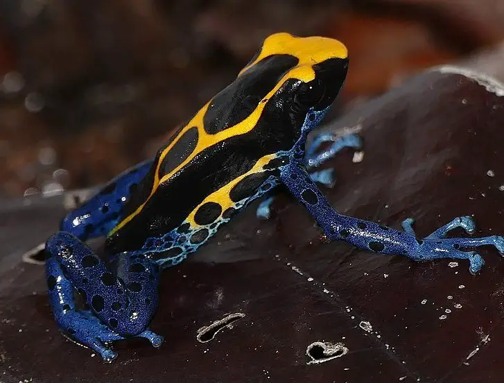 Golden Poison Frog | The Animal Facts | Appearance, Diet, Habitat, Range